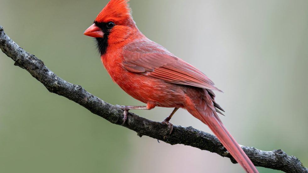 Symbolism of the Cardinal Bird: What it Means When You See One