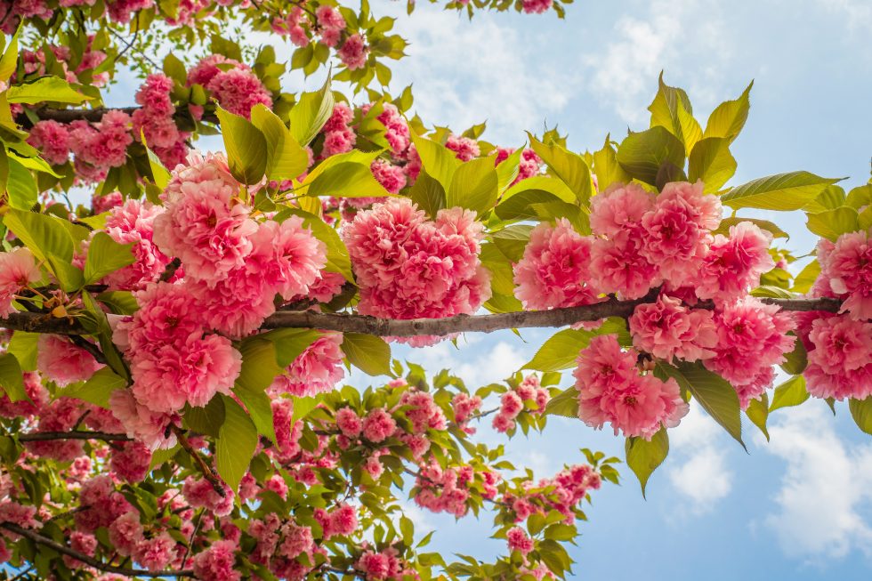 Flower Moon spiritual meaning: all about May's full moon